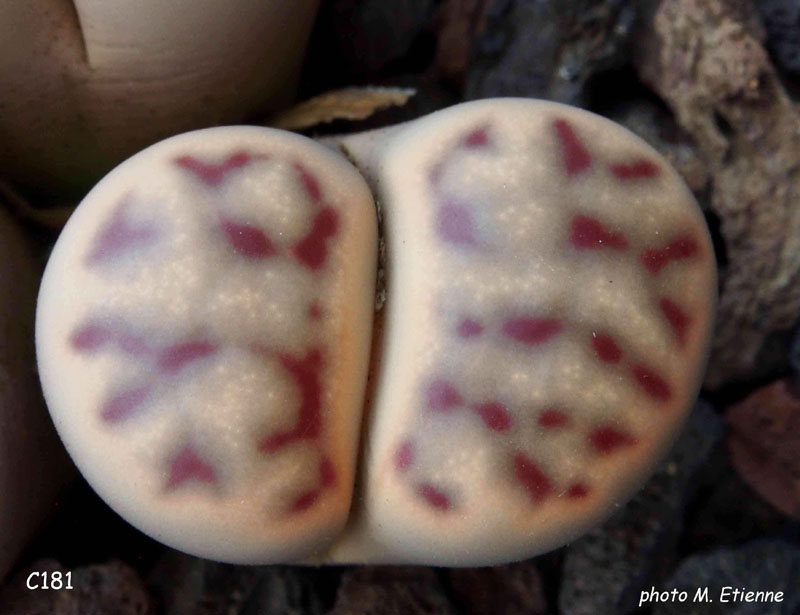 Graines Lithops dinteri multipunctata C181 – Lithops