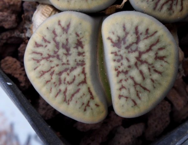 Galería Cultivares – Lithops