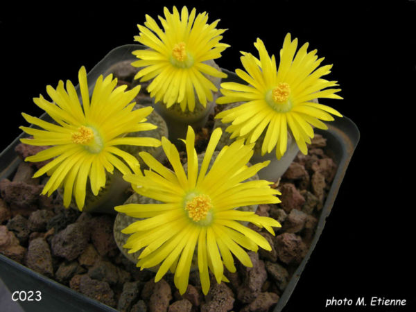 Galería Flores – Lithops