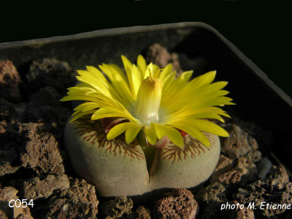 Galería Flores – Lithops