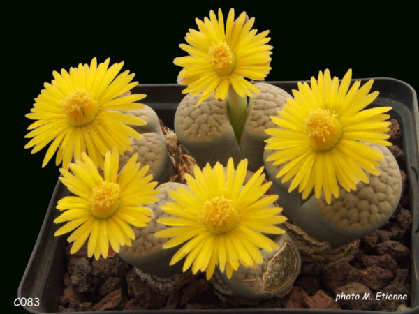 Galería Flores – Lithops