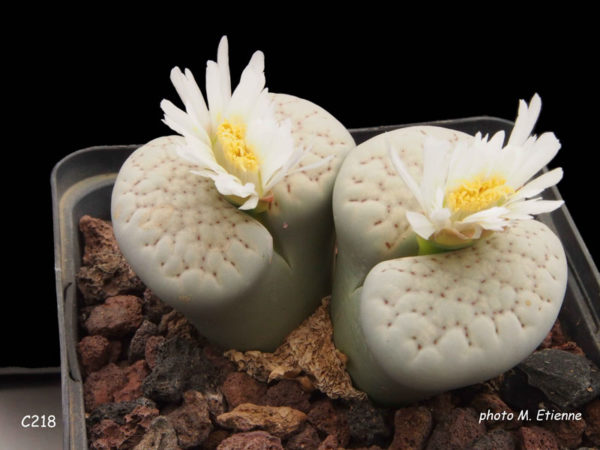 Galería Flores – Lithops