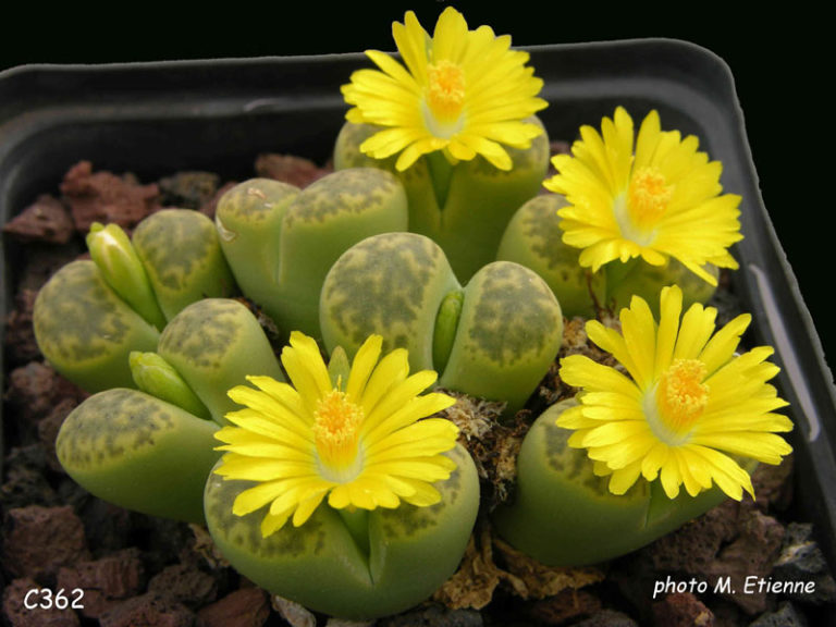 Galería Flores – Lithops