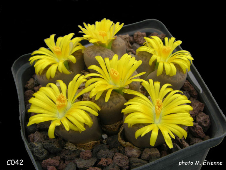 Galería Flores – Lithops