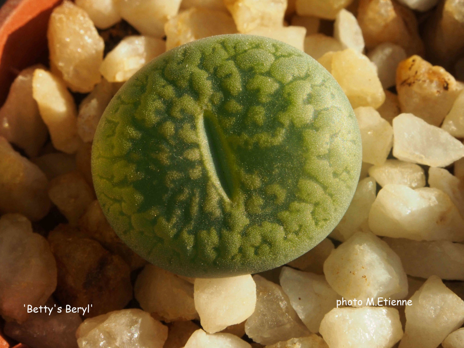 Galería Cultivares – Lithops