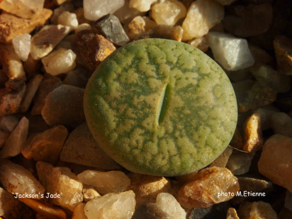 Galería Cultivares – Lithops