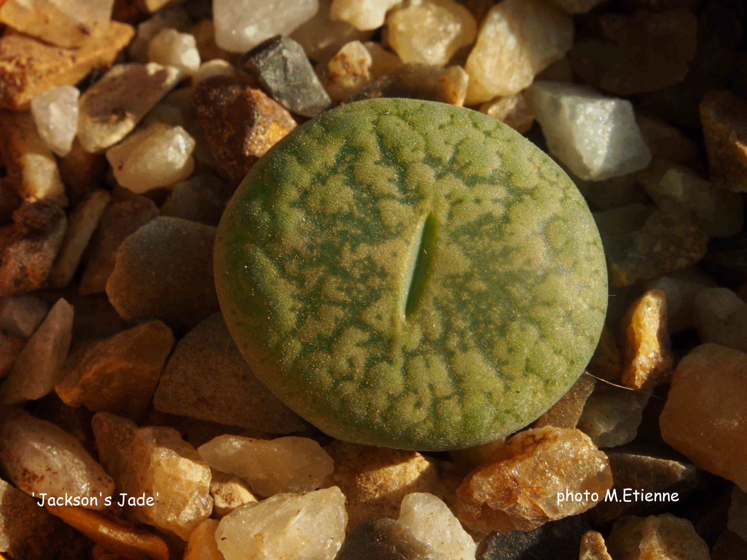 Galería Cultivares – Lithops