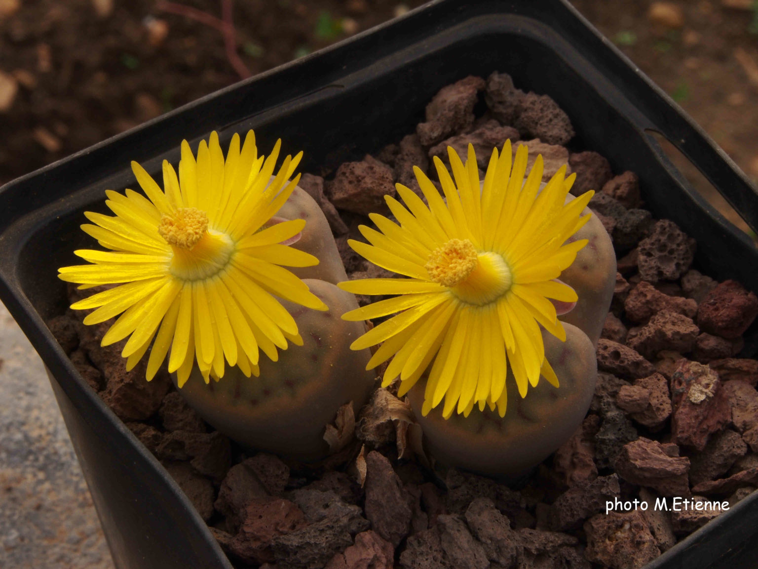 Galería Flores – Lithops