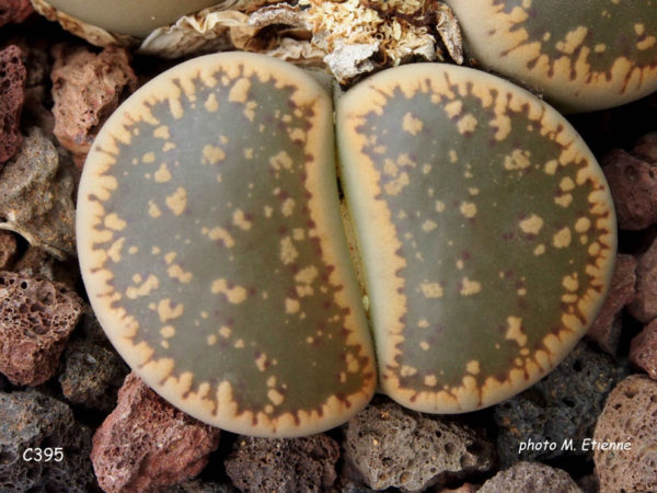Galería Cultivares – Lithops