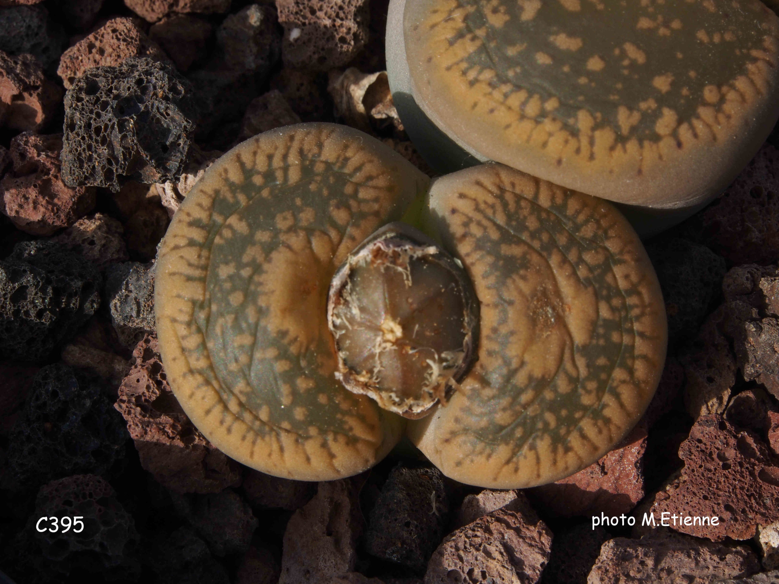 Semillas Lithops aucampiae C395 – Lithops