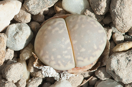 Reconnaître – Lithops