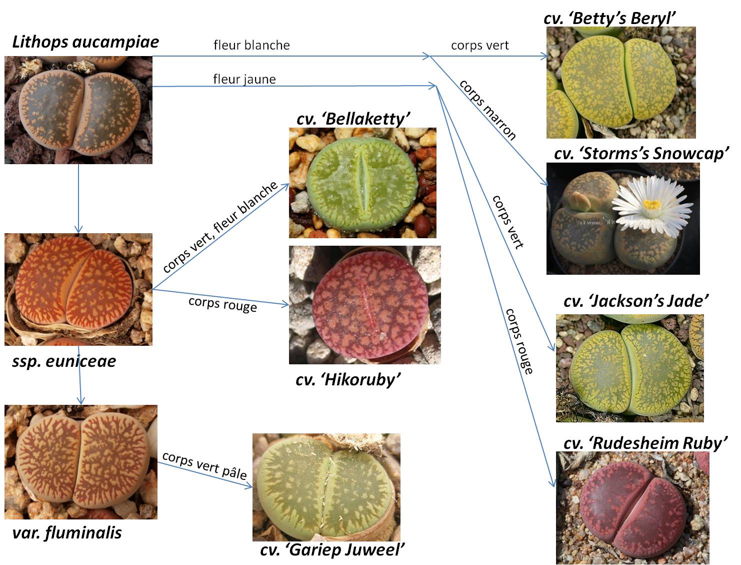 Préciser cultivars – Lithops