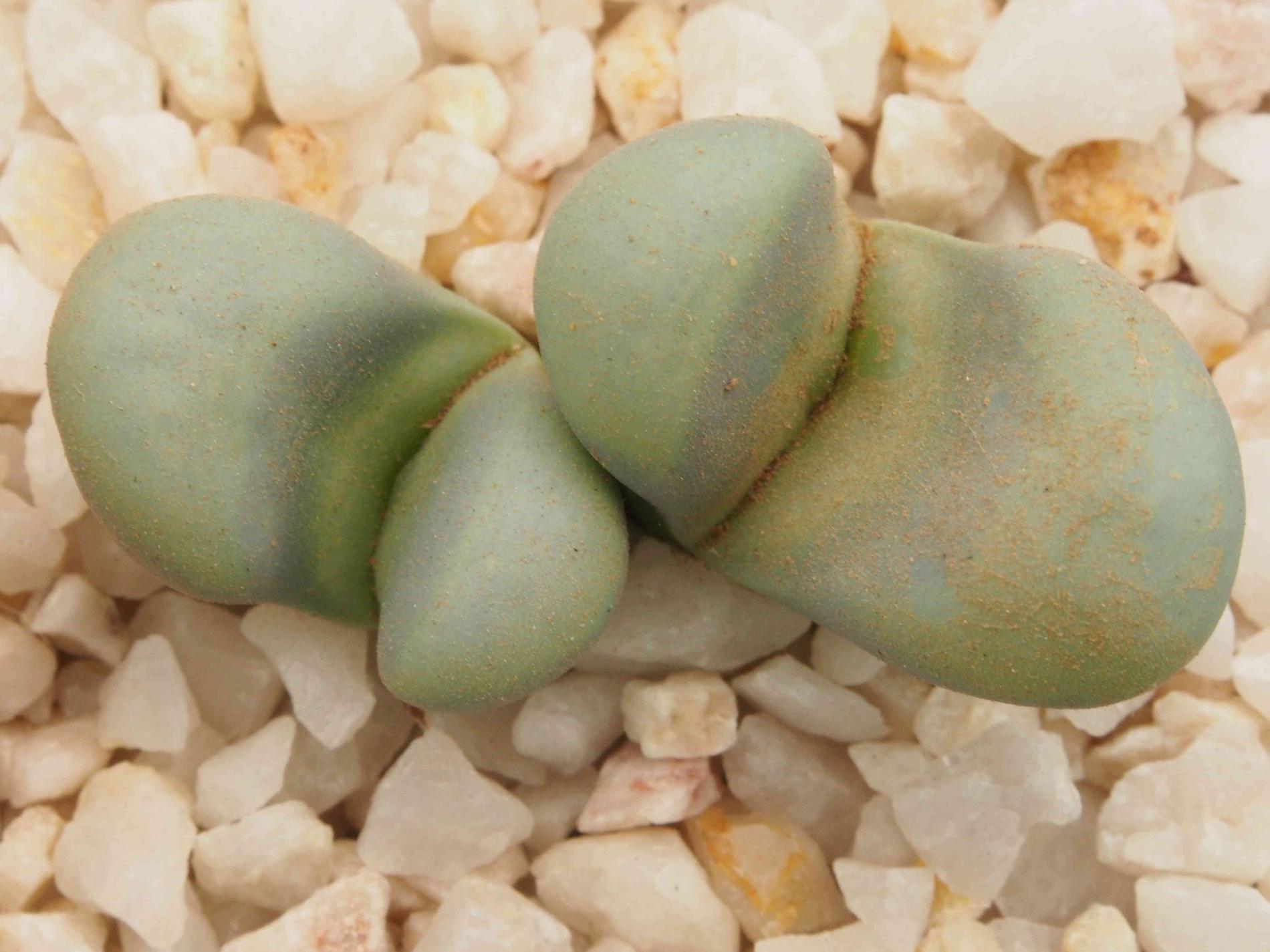 Reconnaître – Lithops