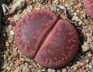 Lithops – Plantes cailloux