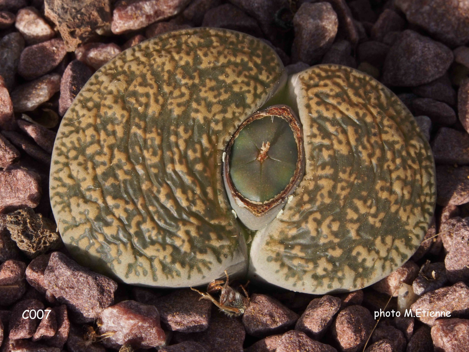 Graines Lithops aucampiae ‘Rudesheim Ruby’ Q063 – Lithops