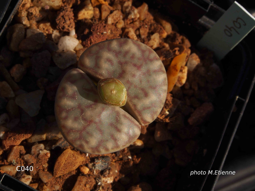 Produits – Lithops